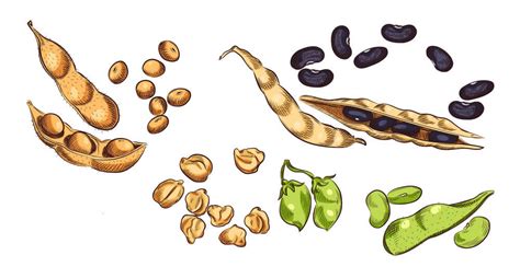 Lima Bean Health Benefits Celebrate Lima Bean Appreciation Day Estroden