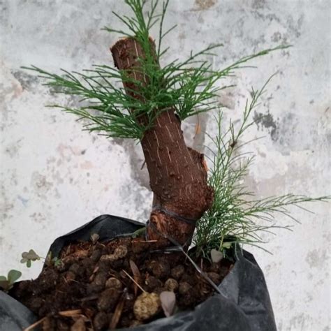 Jual Nobr Tanaman Natural Bonsai Cemara Udang Cangkok Ukuran Small Di