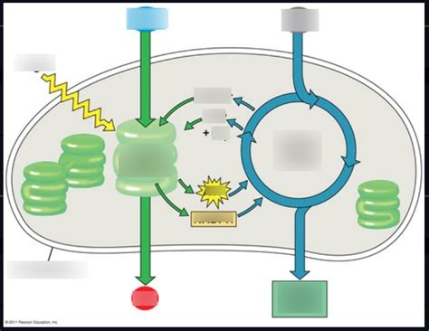 Biology 4 20 Quiz Diagram Quizlet