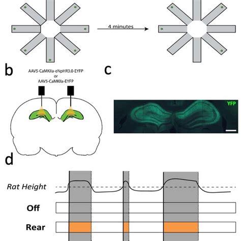 Overview Of The Experimental Paradigm A A Delayed Win Shift Task Was