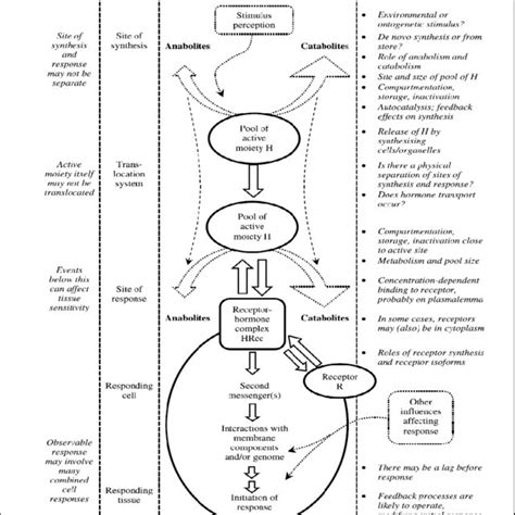 Schematic Representation Of Hormone Activation And Activities In Plants