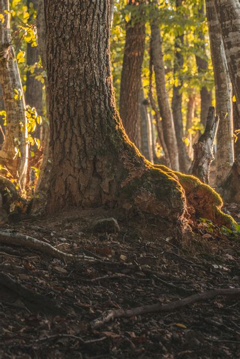 Бесплатные стоковые фото на тему безмятежный биоразнообразия ботаника валя сикэ вертикальный