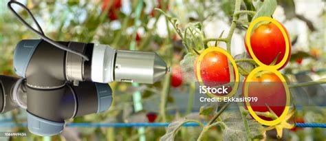 스마트 농업 미래 개념에 로봇 로봇 농민 깊은 학습과 개체 인식 기술을 사용 하 여 야채와 과일을 수집 하는 작업을 프로그래밍 해야 합니다 개념에 대한 스톡 사진 및 기타