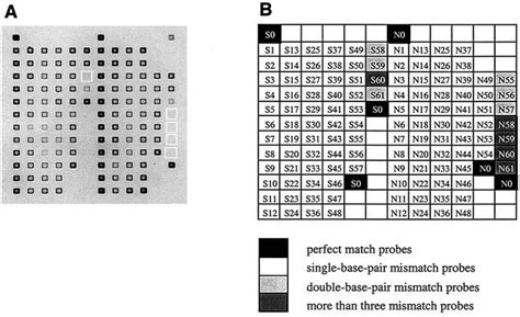 Optimization Of Single Base Pair Mismatch Discrimination In Oligonucleotide Microarrays Pmc
