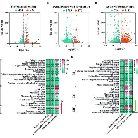Identification And Characterizationof Mrnas And Long Non Coding Rnas Download Scientific