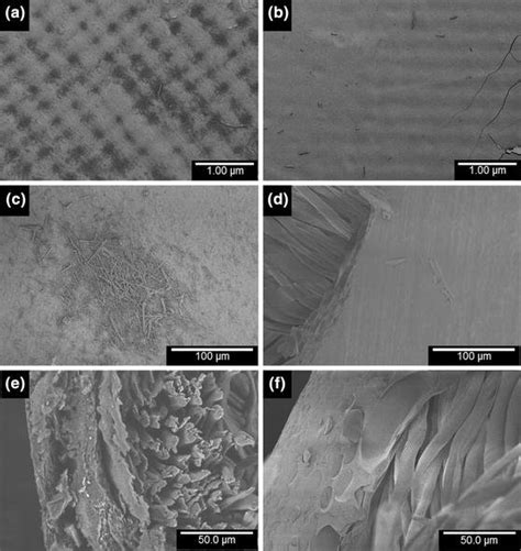 SEM Images Of Material A C E C And B D F D A B Top View With 30 Download Scientific