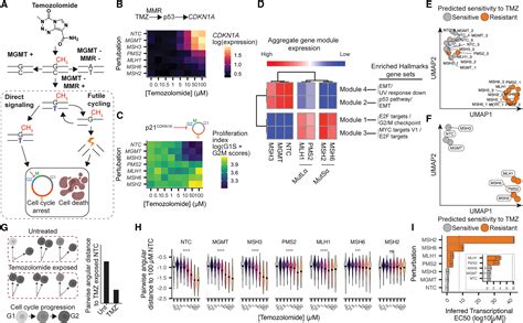 Multiplex Single Cell Chemical Genomics Reveals The Kinase Dependence Of The Response To
