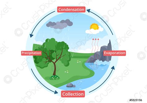 Water Cycle Of Evaporation Condensation Precipitation To Collection In Earth Stock Vector