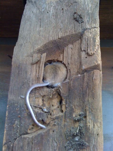 Mouse Hiding Deconstruction Works