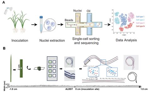 我室刘俊团队利用单细胞及时空组测序技术揭示水稻细胞免疫图谱 农林生物安全全国重点实验室