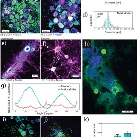 Morphology Of The Assembled Multicellular System Immunofluorescence Download Scientific