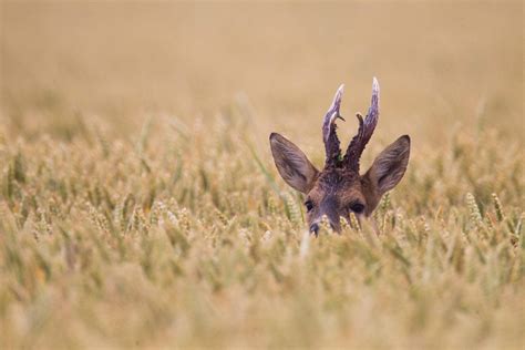 Fédération Départementale Des Chasseurs Des Landes — La Chasse En Fête