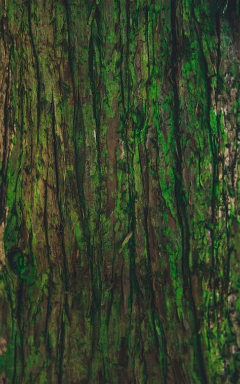 Wallpaper Tree Bark Texture Green Cây