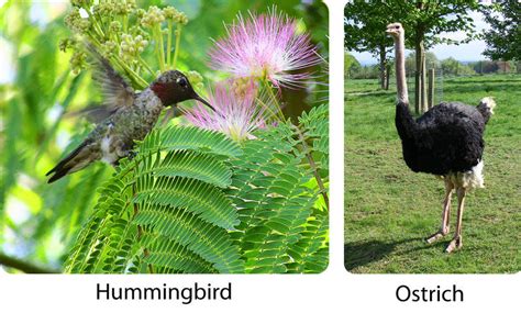 Bird Structure And Function Read Biology Ck 12 Foundation