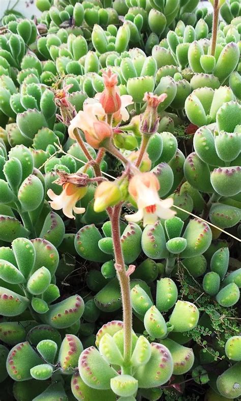 How To Care For A Bear Paw Succulent Cotyledon Tomentosa