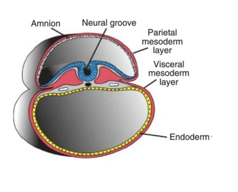 embryonic period mesoderm derivatives week 2 flashcards quizlet