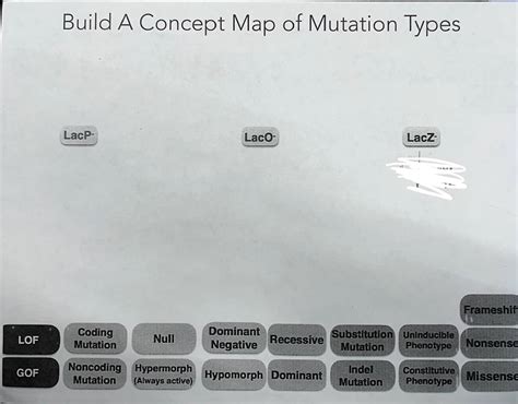Solved Build A Concept Map Of Mutation Types Lacp Laco Lacz Frameshift Coding Dominant Null