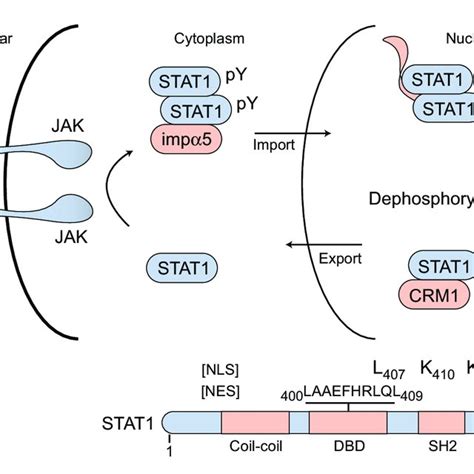 Stat1 Nes Within The Dna Binding Domain Dbd Top Location Of Nes In Download Scientific