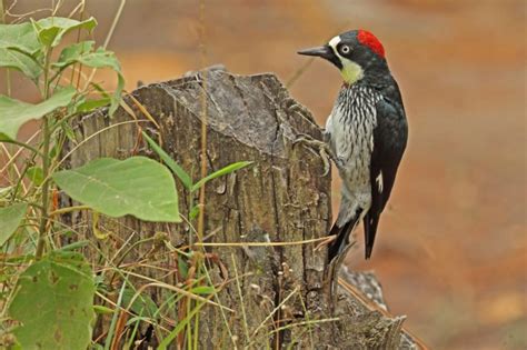 12 Small Black And White Birds Inc Awesome Photos Birds Advice