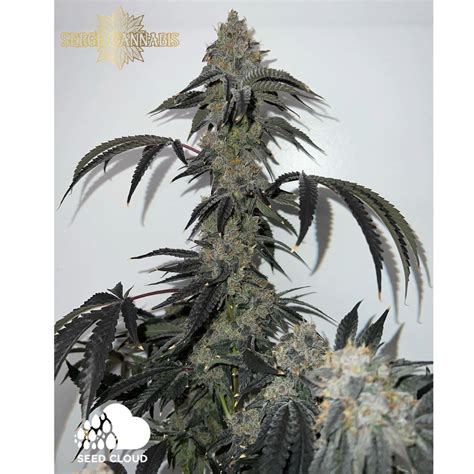 Sex Tape X Zyrup SEED CLOUD