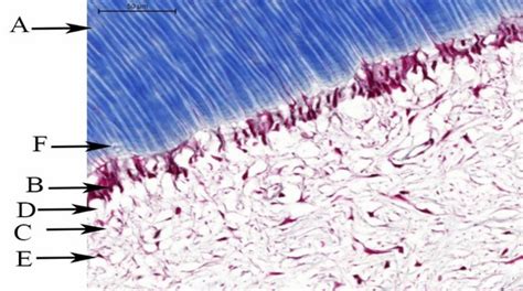 Dentin Histology Diagram Quizlet