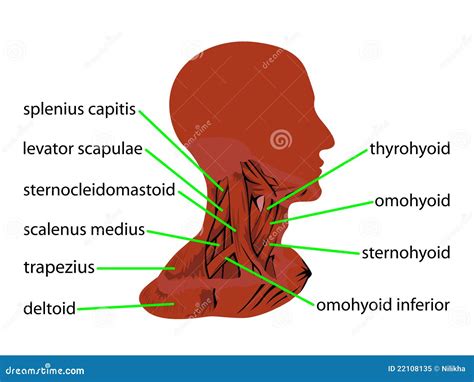 Neck Muscles Stock Illustration Illustration Of System 22108135