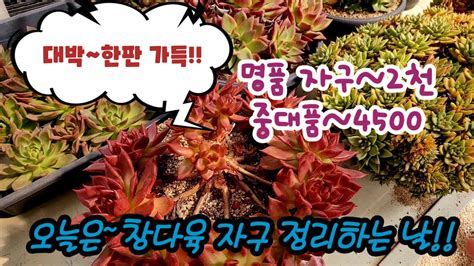 쪼꼬다육 명품 고급종자 자구정리하는날 한판가득 드려요 그대로 흙에 올려두면 뿌리 잘나옵니다득템기회 Youtube