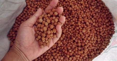 VIRTUAL OFFICE TANJUNG DUREN BIJI JENITRI PALSU