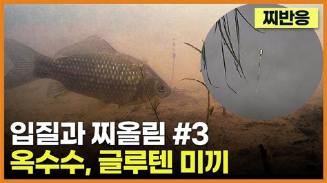 붕어낚시 수중 입질 찌올림 반응 옥수수 글루텐 미끼 Youtube