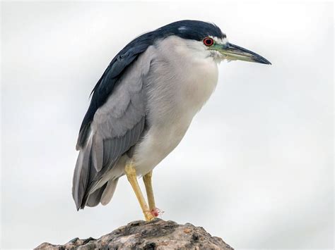 Black Crowned Night Heron Celebrate Urban Birds