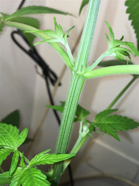 Hi Guys What Are The Spikes At The Roots Of The Branches New Branches Or Some Flowers Im