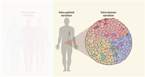 Genetic Heterogeneity Snippert Lab