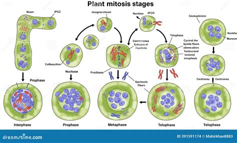 Prophase Plant Cell Diagram The Molecular Biology Of Plant Cells