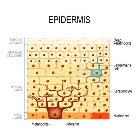 Epidermis Stock Illustrations 8721 Epidermis Stock Illustrations