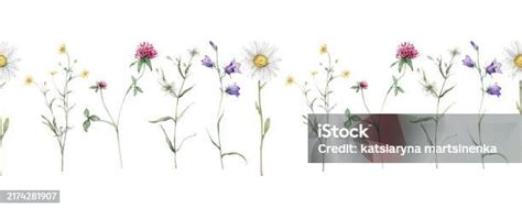 수채화 꽃 완벽 한 테두리 의 초원 또는 숲 꽃 초원 꽃과 함께 손으로 그린 식물 프린트 블루 벨 미나리 클로버 카모마일