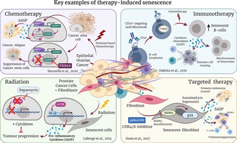 Key Examples Of Therapy‐induced Sasp Many Cancer Therapy Modalities