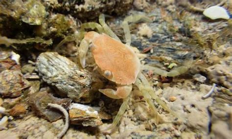 Ship Noise Makes Crabs Vulnerable To Predators Daily Mail Online