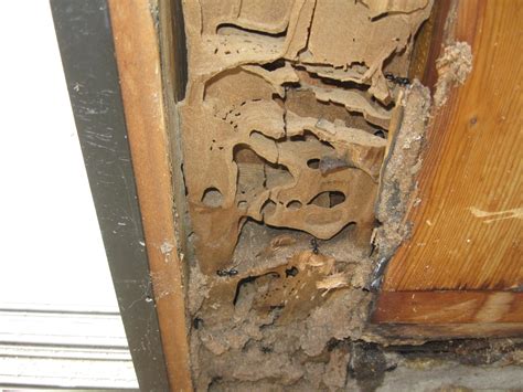 Carpenter Ant Drywall Damage