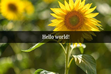 How To Upgrade Magento From 245 P1 To 246 P3 Magepow Blog