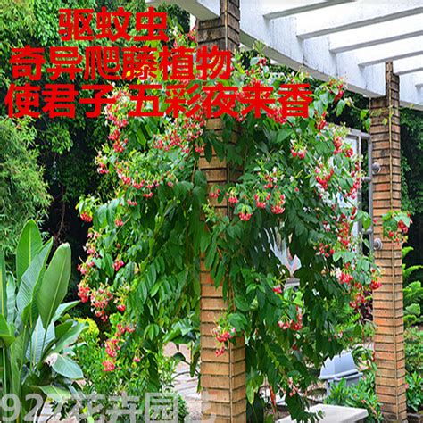 院子千万别种使君子 重瓣使君子优 别墅院子 第2页 大山谷图库
