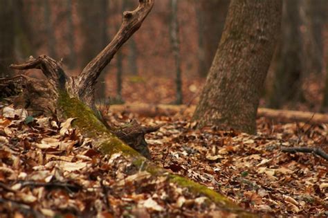 Premium Photo Surface Level Of Tree Trunk In Forest