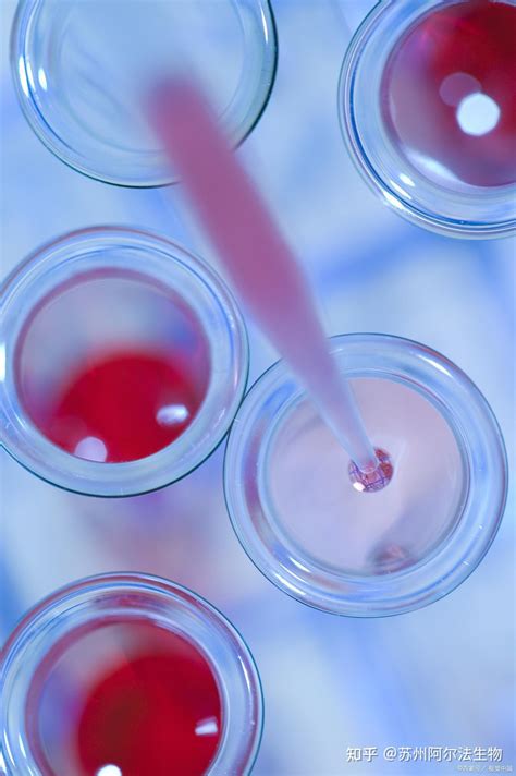 细胞培养环境对细胞生长的影响有哪些？ 知乎