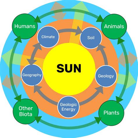 Ecosystems Everything Is Connected Mcdowell Sonoran Conservancy