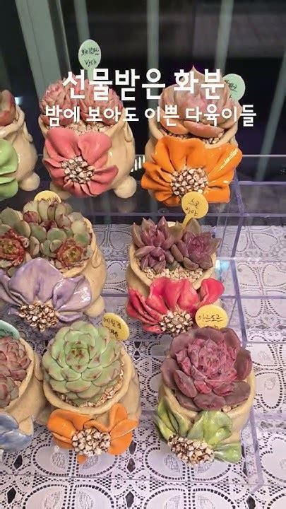 다육이 하늬바람다육 님께서 직접 만드신 수제 화분선물 받은화분코사지 화분 분갈이 베란다 다육이랑행복한하루임영웅