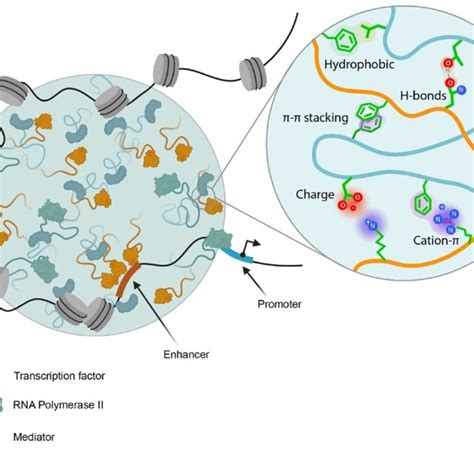 Tf Mediator Coactivator Phase Separation Model Of A Droplet Condensate