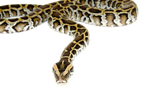 Burmese Python ~ Happy Tails Exotic