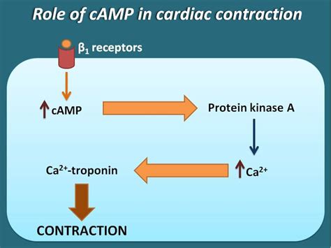 Cardiac Muscle Contraction