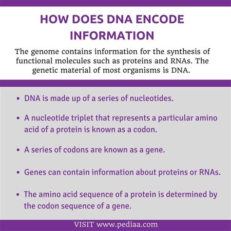 How Does DNA Encode Information Pediaa