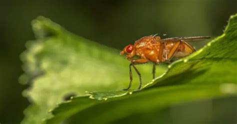 Gene Drive Using Crisprcas9 Could Be Used To Control Agricultural