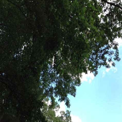 Stream Trees By Sergeant Joyce Kilmer By Zephaniah Danielle Listen Online For Free On SoundCloud